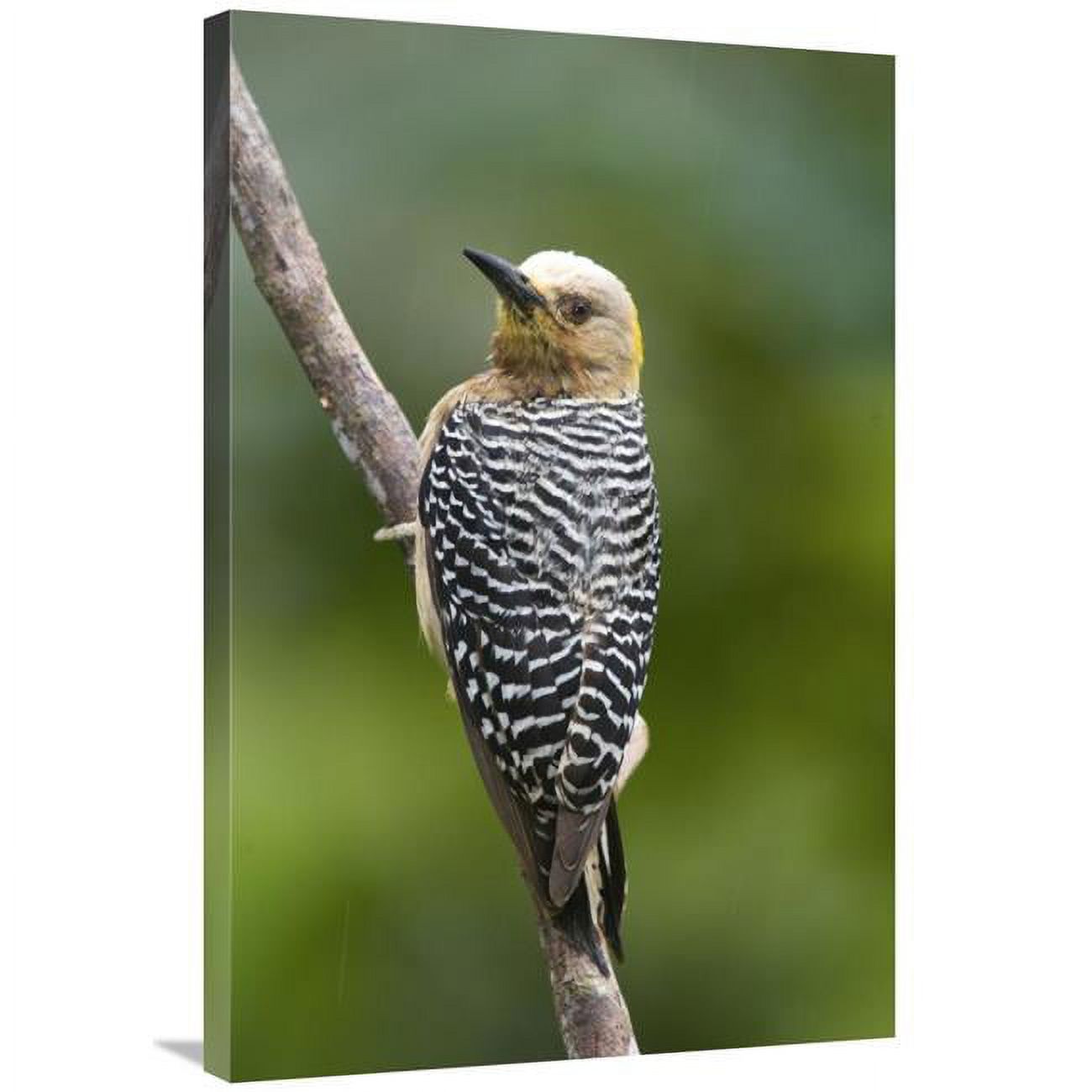 24 x 36 in. Hoffmanns Woodpecker, Costa Rica Art Print - Steve Gettle ...