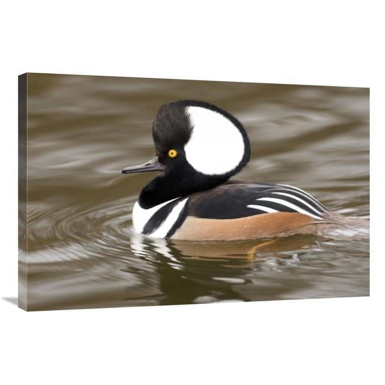 24 x 36 in. Hooded Merganser Male, Kellogg Bird Sanctuary, Michigan Art ...
