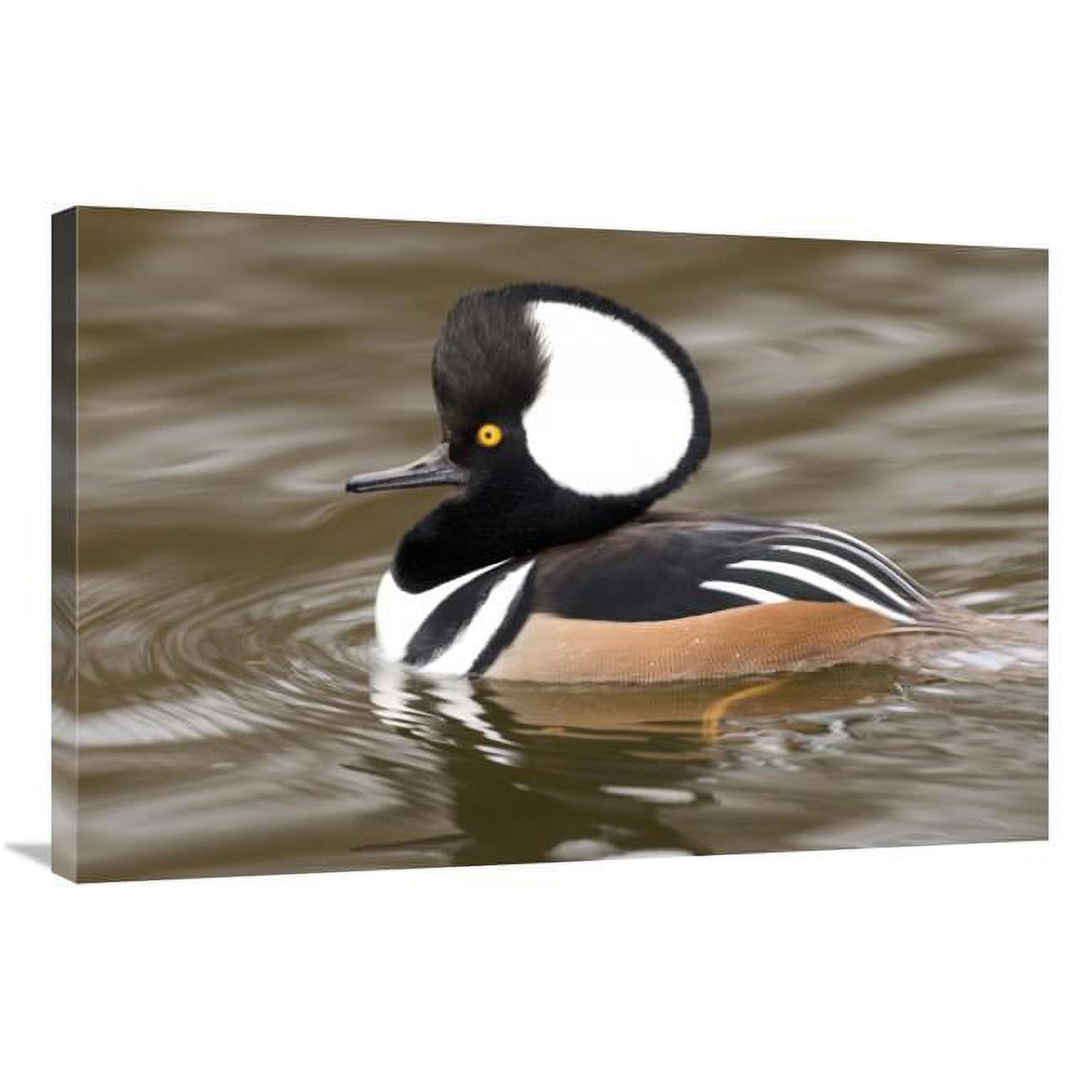 24 x 36 in. Hooded Merganser Male, Kellogg Bird Sanctuary, Michigan Art ...