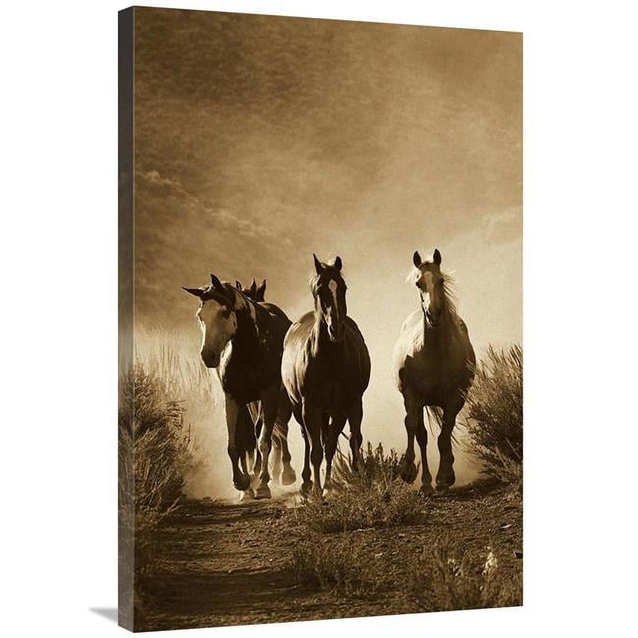 24 x 36 in. Horse Group of Four Approaching Camera, Oregon - Sepia Art ...
