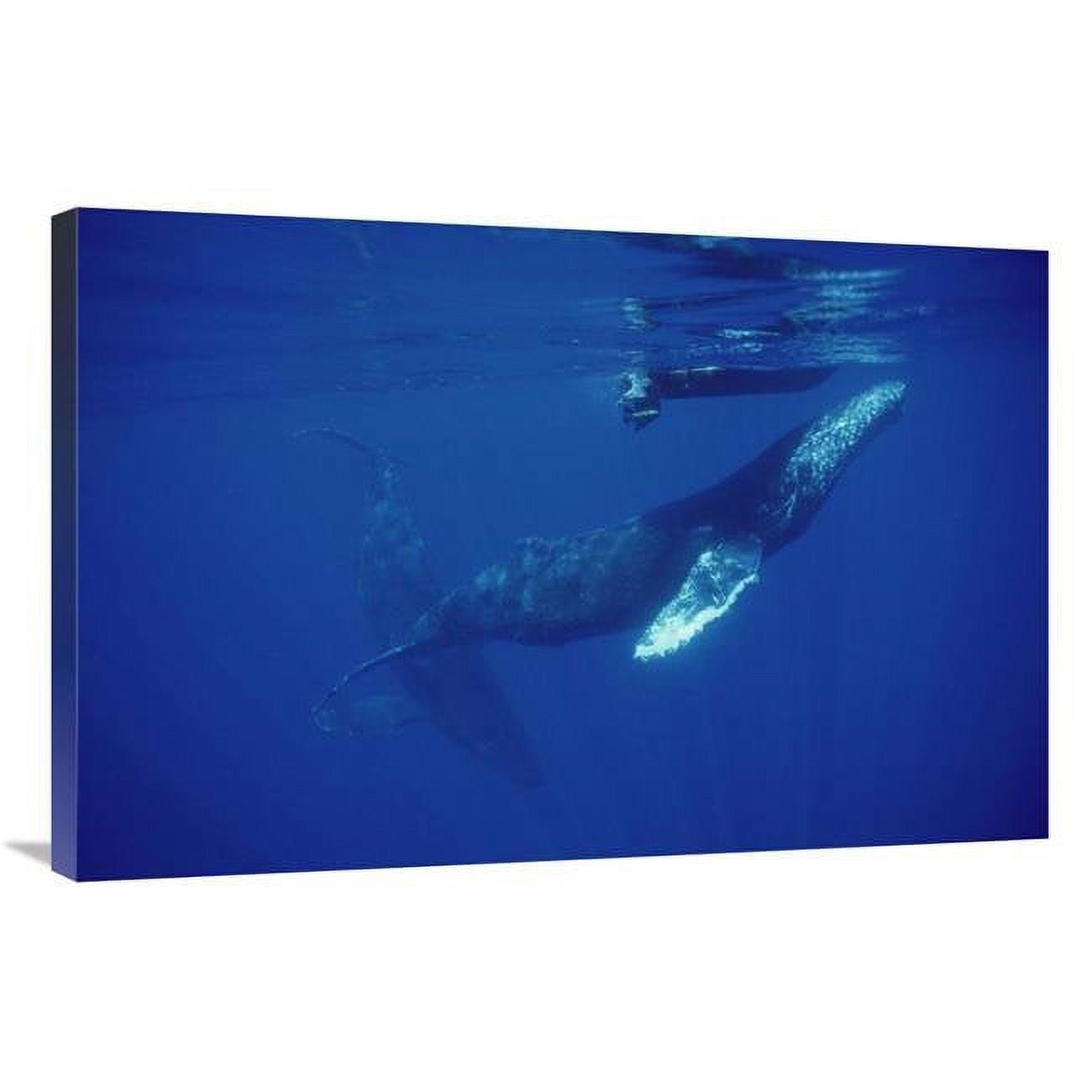 24 x 36 in. Humpback Whale Friendly Singer Approaches Research Boat ...