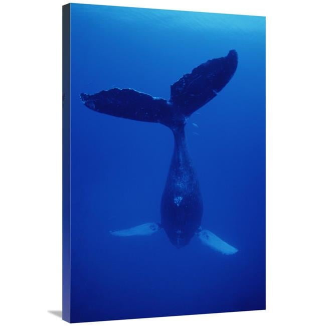 24 x 36 in. Humpback Whale Singer Called Frank, Maui, Hawaii Art Print ...