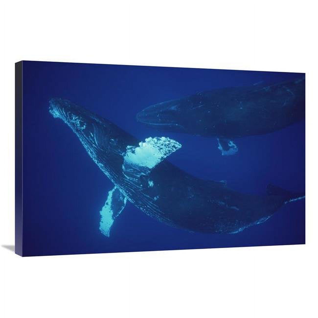 24 x 36 in. Humpback Whale Singer & Joiner, Maui, Hawaii Art Print ...