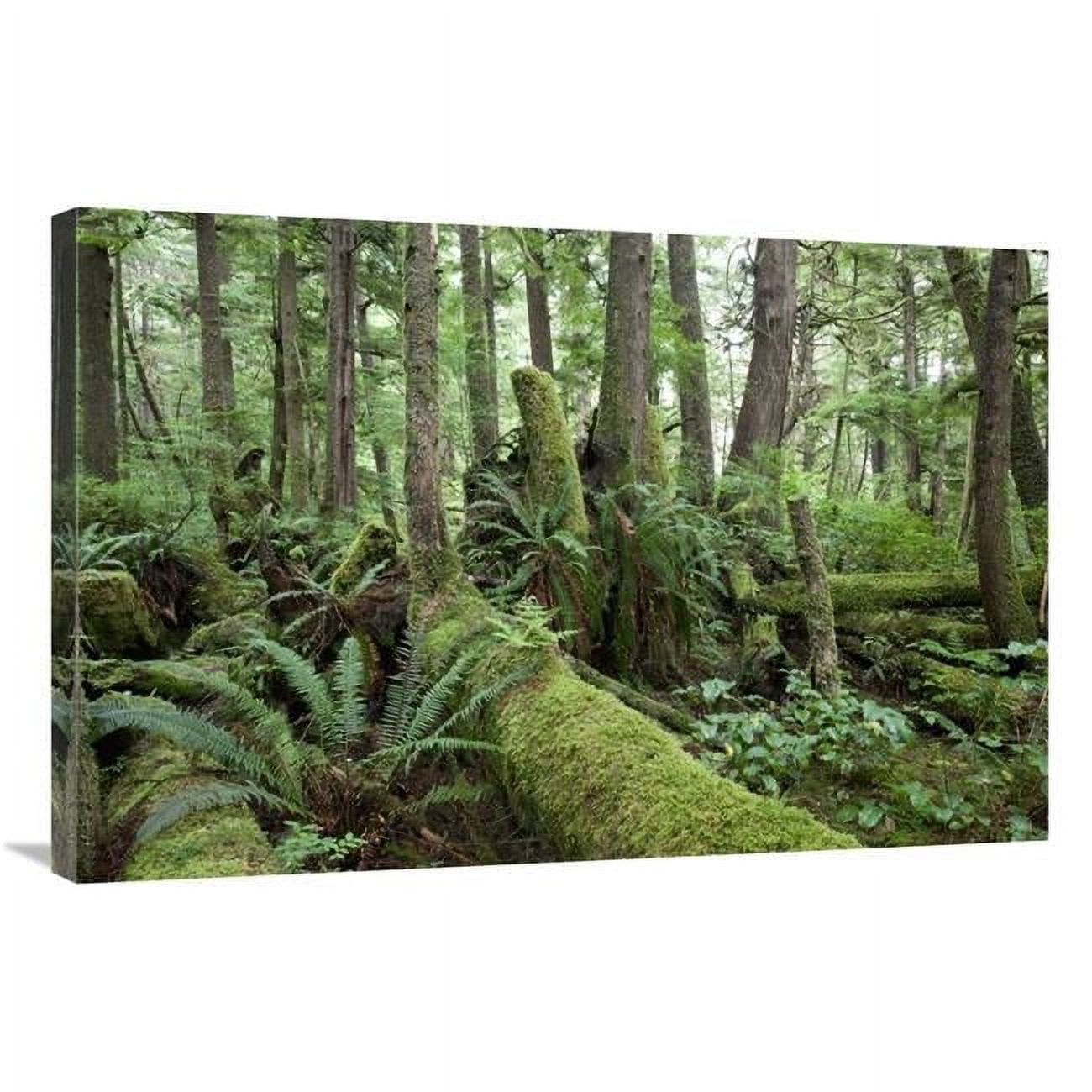 24 x 36 in. Interior of Old-Growth Temperate Rainforest, Vancouver ...