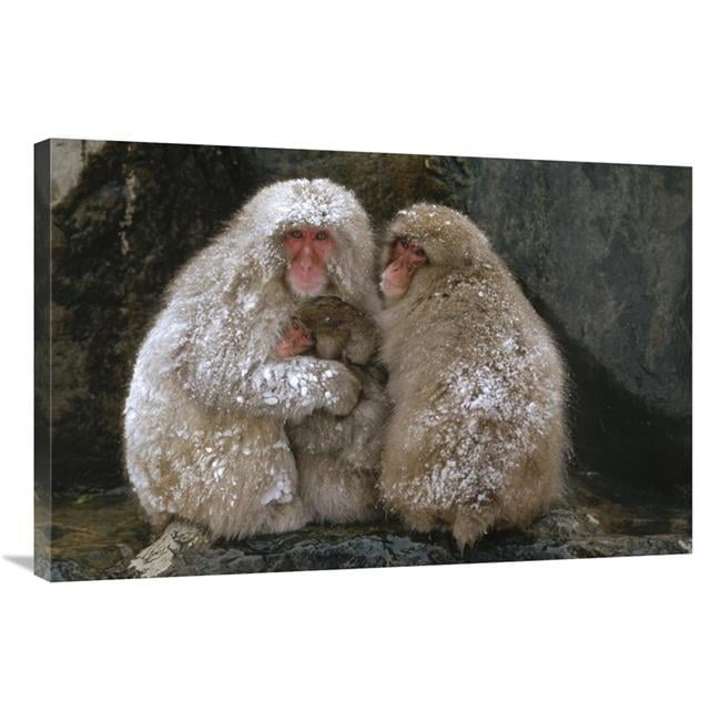24 x 36 in. Japanese Macaque Family Huddled Together for Warmth, Japan ...