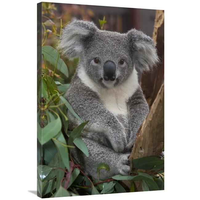 24 x 36 in. Koala, Native to Australia Art Print - San Diego Zoo ...