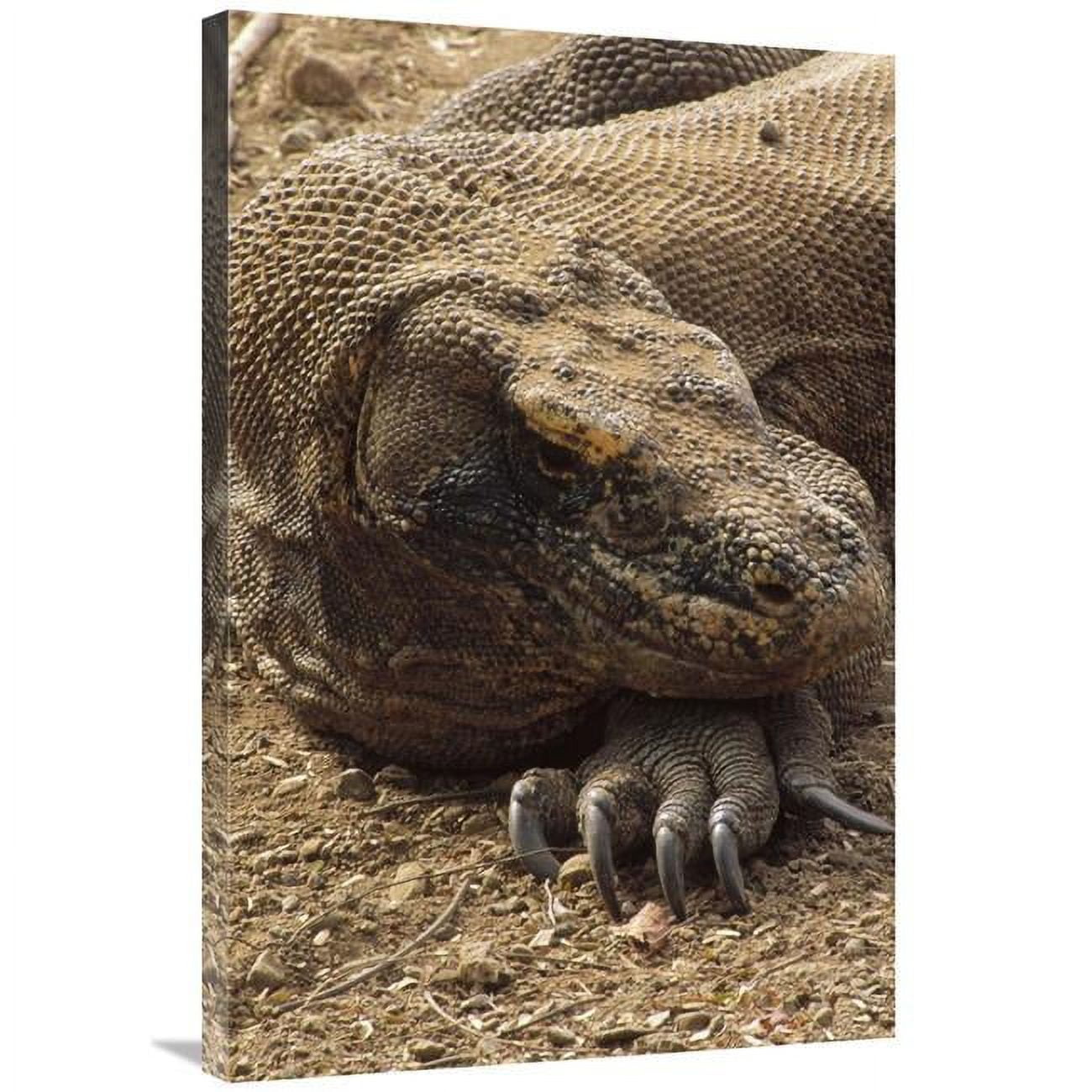 24 x 36 in. Komodo Dragon Male Basking, Komodo NP, Komodo Island ...