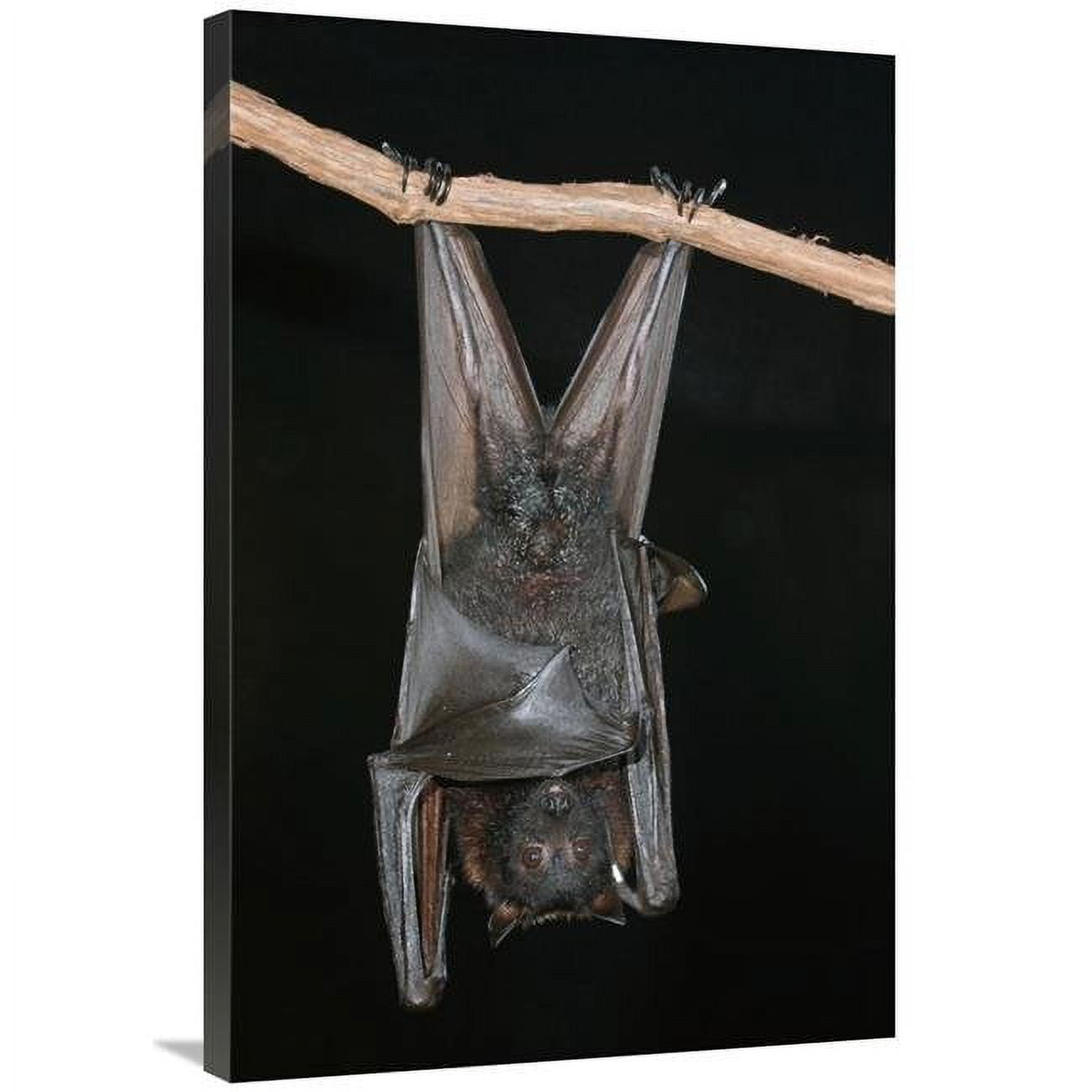 24 x 36 in. Large Flying Fox Roosting, Michigan Art Print - Steve ...