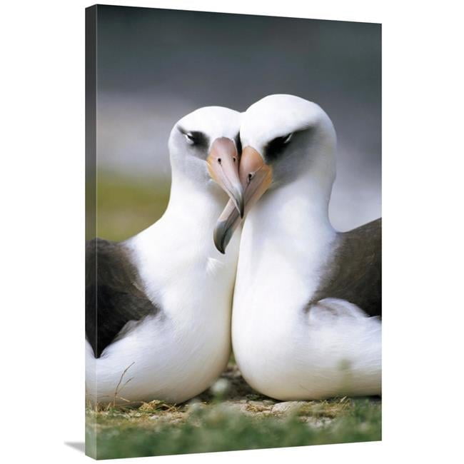 24 x 36 in. Laysan Albatross Pair Bonding, Midway Atoll, Hawaii Art ...