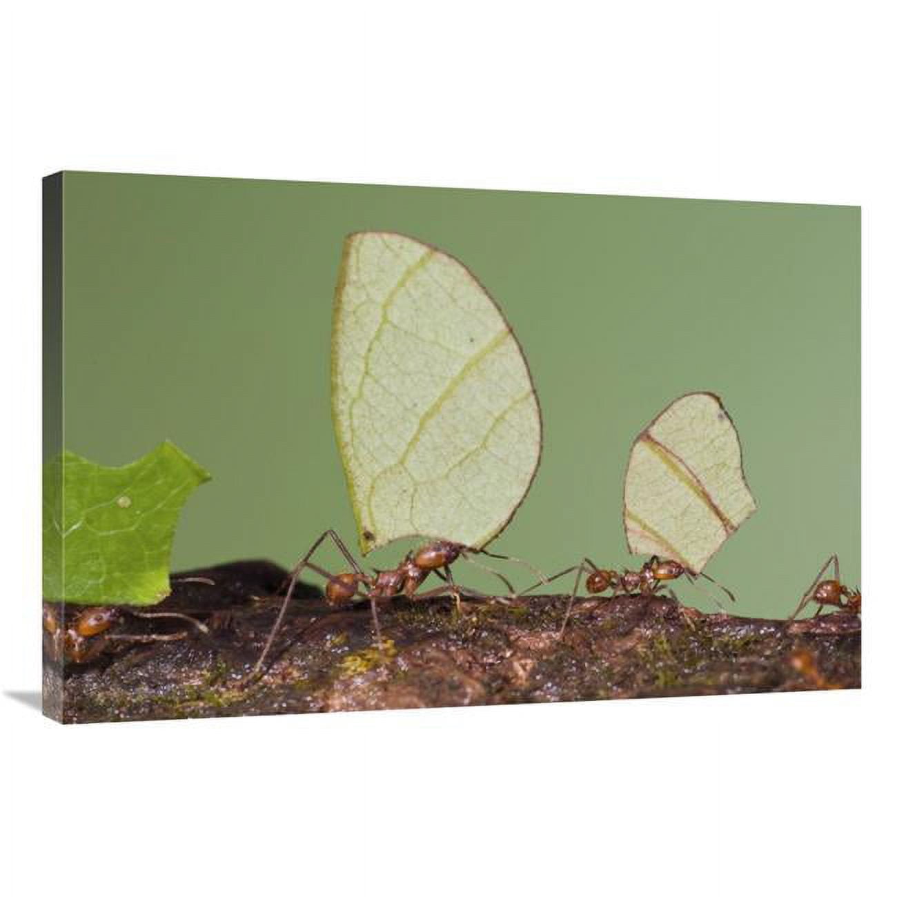 24 x 36 in. Leafcutter Ant Group Carrying Leaves, Costa Rica Art Print ...