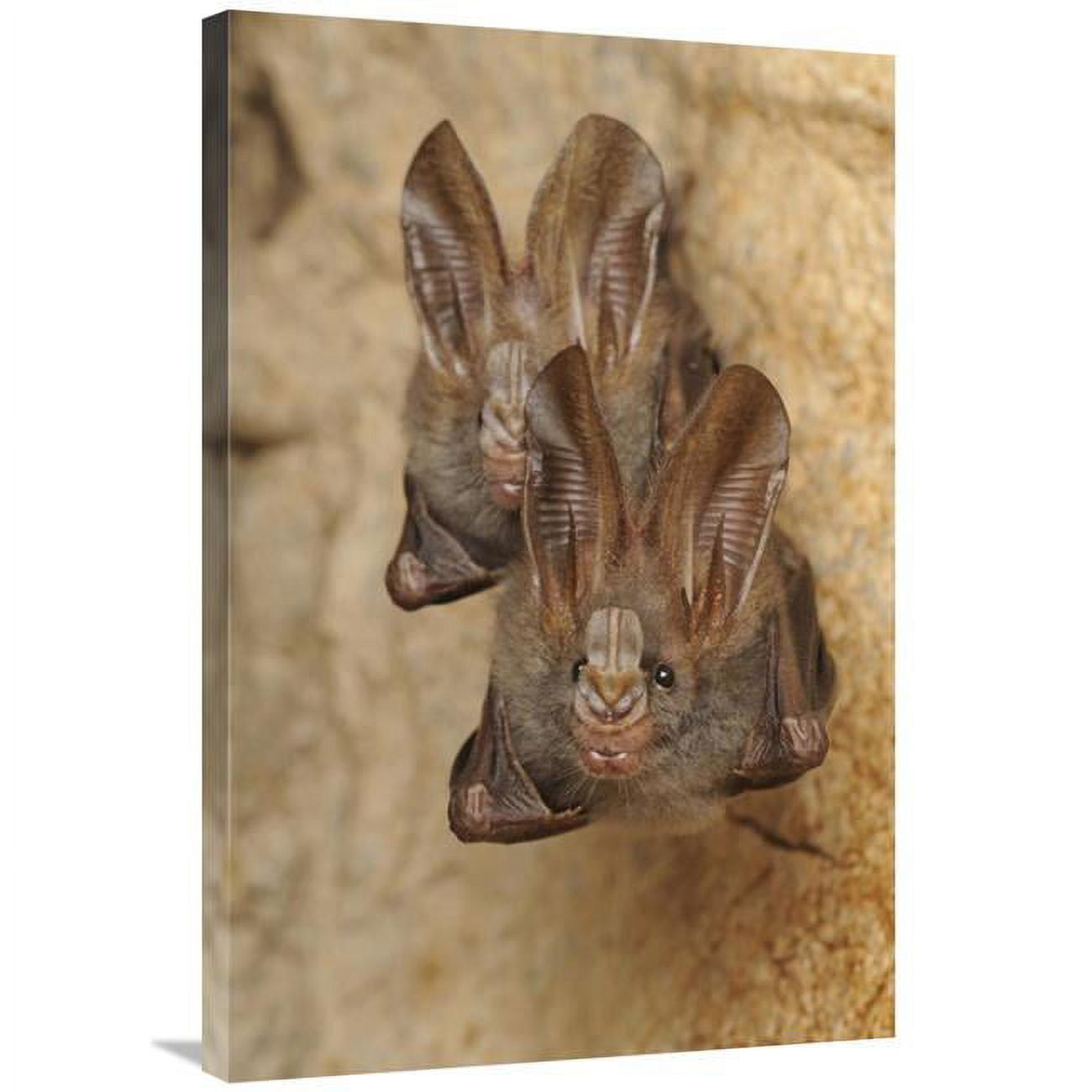 24 x 36 in. Lesser False Vampire Bat Pair Roosting in Cave, Sekunyit ...