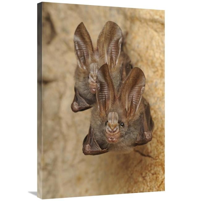 24 x 36 in. Lesser False Vampire Bat Pair Roosting in Cave, Sekunyit ...