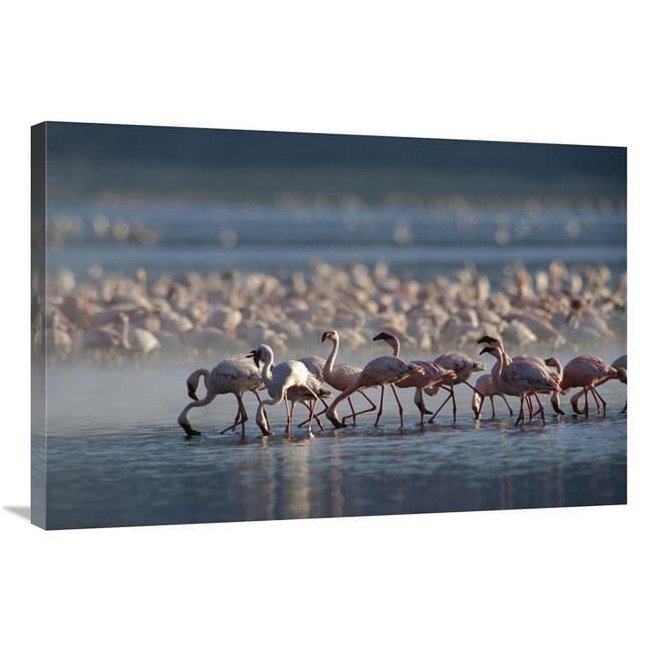 24 x 36 in. Lesser Flamingo Group Feeding Enmass in the Shallow Waters ...
