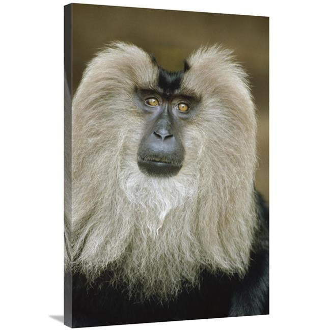 24 x 36 in. Lion-Tailed Macaque Portrait, India Art Print - Konrad ...
