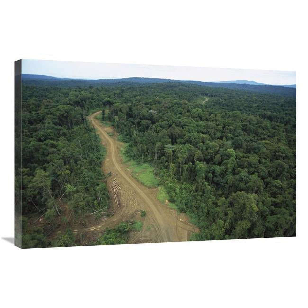 24 x 36 in. Logging Road in Lowland Tropical Rainforest, Kikori Basin ...