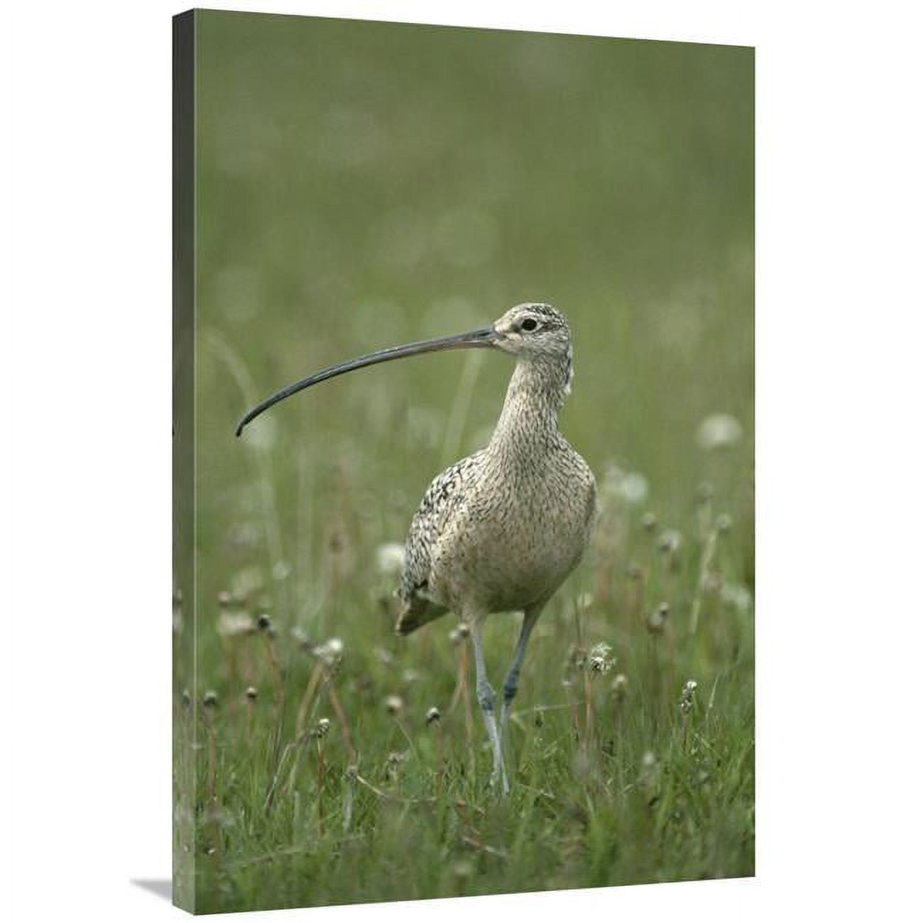 24 x 36 in. Long-Billed Curlew Walking Through Field, Summer, Idaho Art ...
