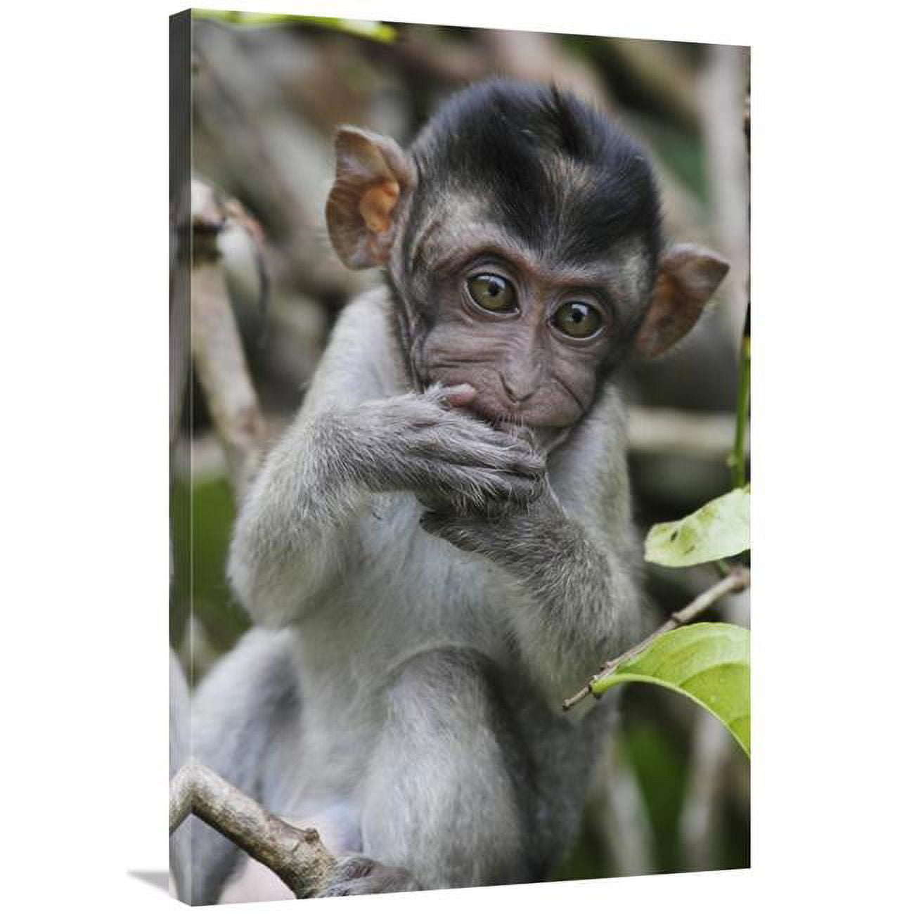 24 x 36 in. Long-Tailed Macaque Baby, Saba, Malaysia Art Print - Hiroya ...
