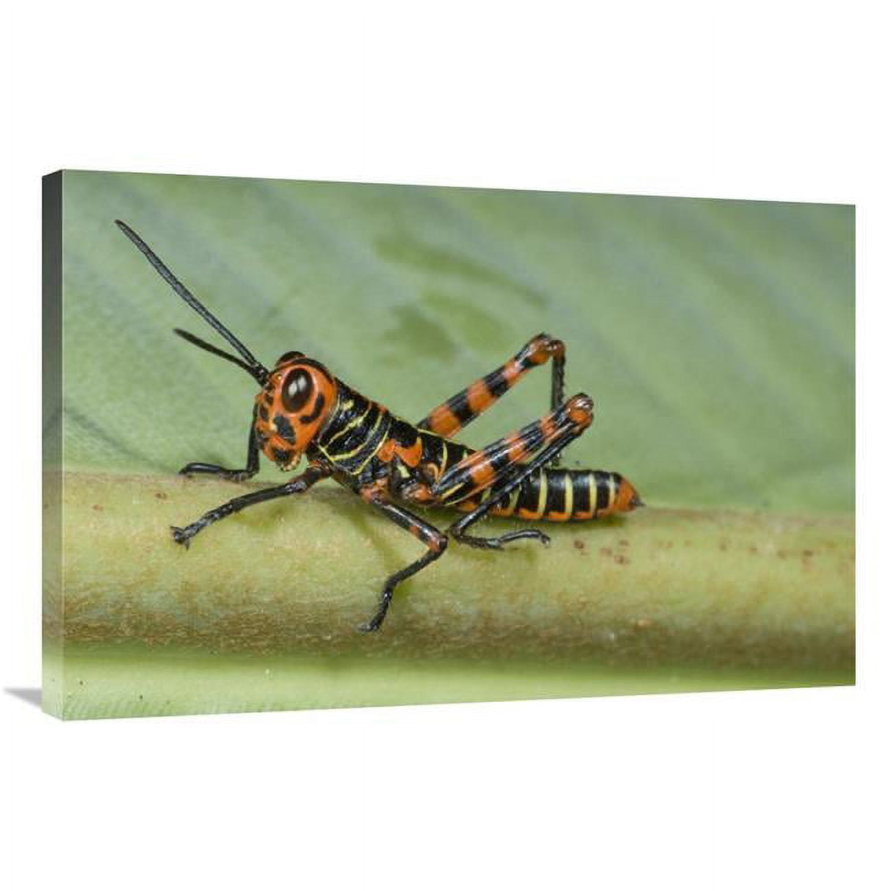 24 x 36 in. Lubber Grasshopper Juvenile, Costa Rica Art Print - Steve ...