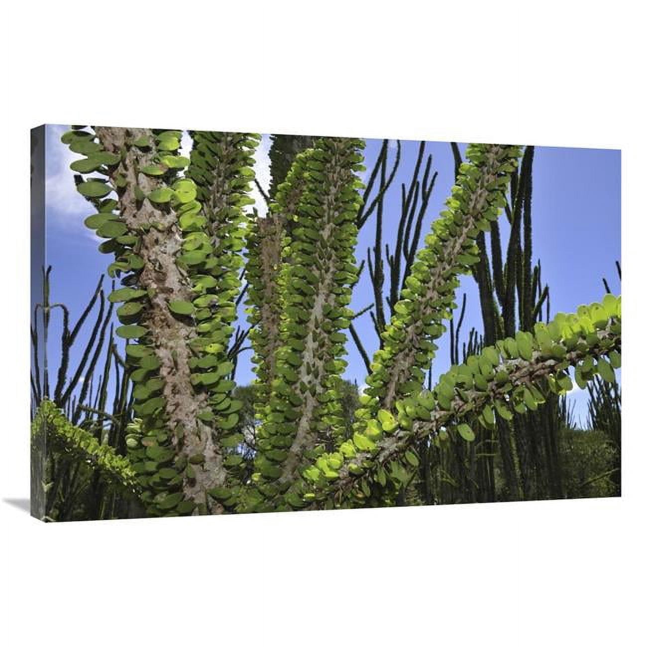 24 x 36 in. Madagascan Ocotillo, Spiny Forest, Berenty Private Reserve ...