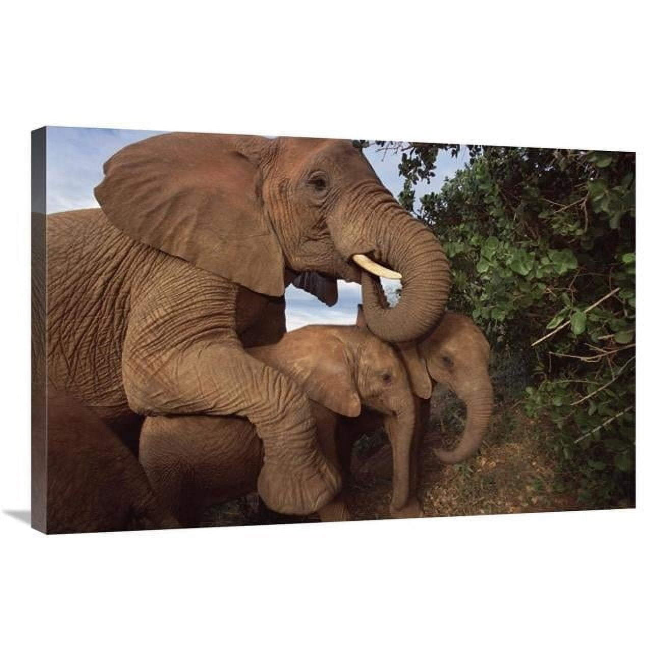 24 x 36 in. Malalka Mothering Baby Orphans, Tsavo East NP, Kenya Art ...