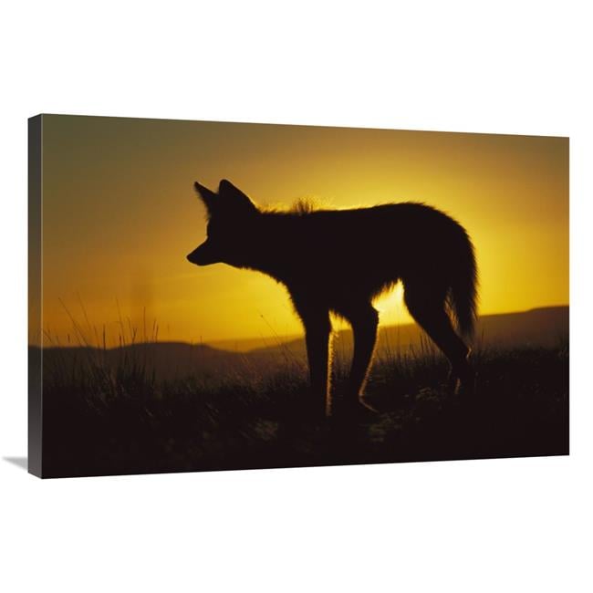 24 x 36 in. Maned Wolf Hunting At Dusk, Serra De Canastra National Park ...