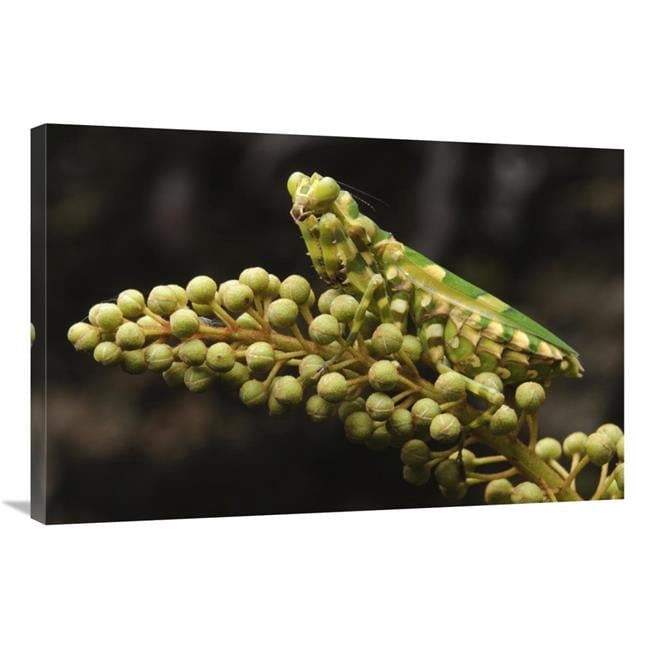 24 x 36 in. Mantis on Pitcher Plant Art Print - Chien Lee - Walmart.com