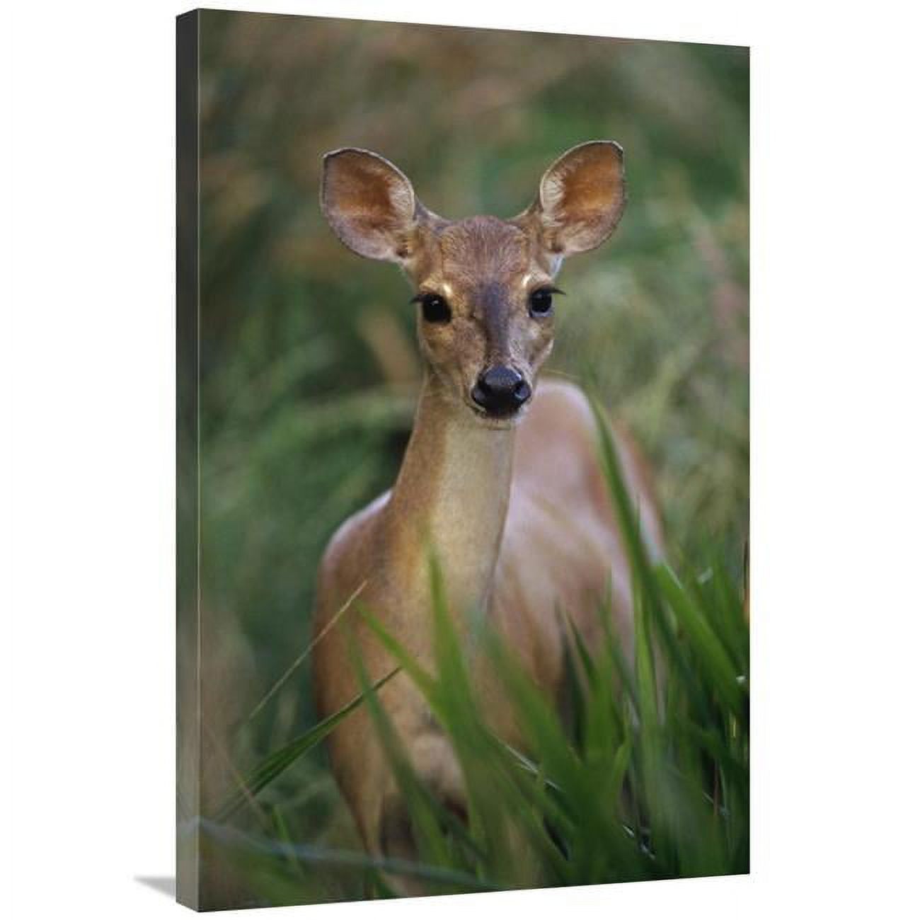 24 x 36 in. Marsh or Swamp Deer Portrait, Pantanal Ecosystem, Brazil ...