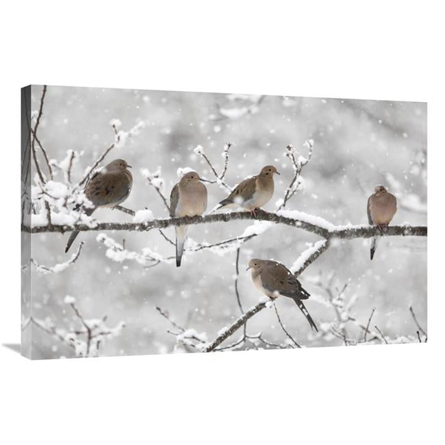 24 x 36 in. Mourning Dove Group in Winter, Nova Scotia, Canada Art ...