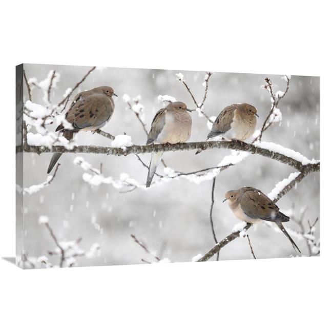 24 x 36 in. Mourning Dove Group in Winter, Nova Scotia, Canada Art ...