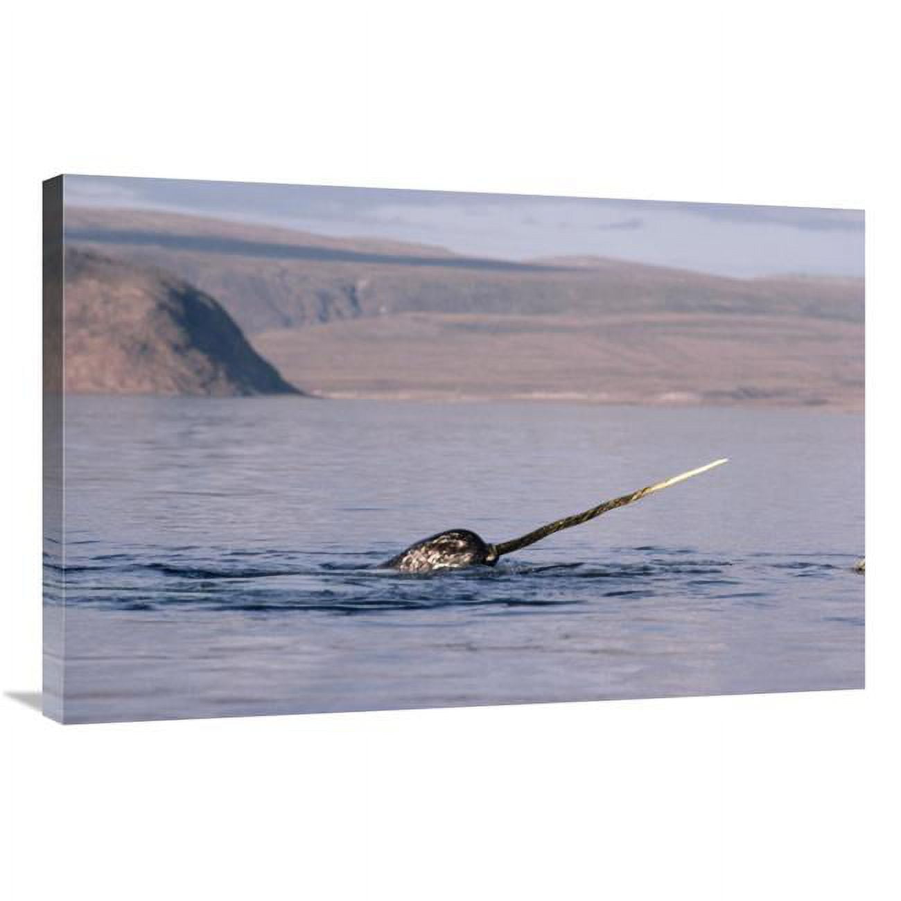 24 x 36 in. Narwhal Surfacing, Baffin Island, Nunavut, Canada Art Print ...