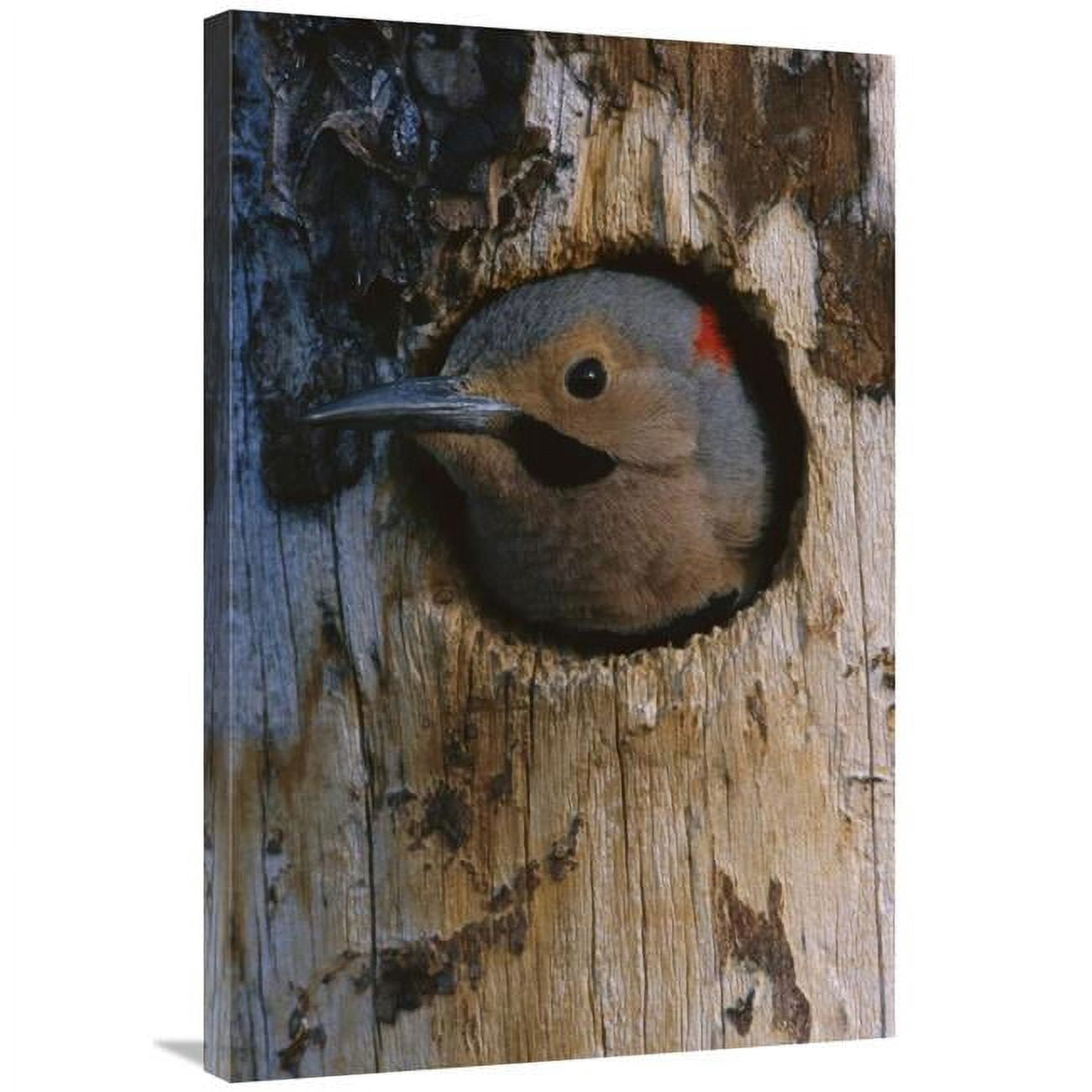 24 x 36 in. Northern Flicker Woodpecker in Nest Cavity, Slana, Alaska ...