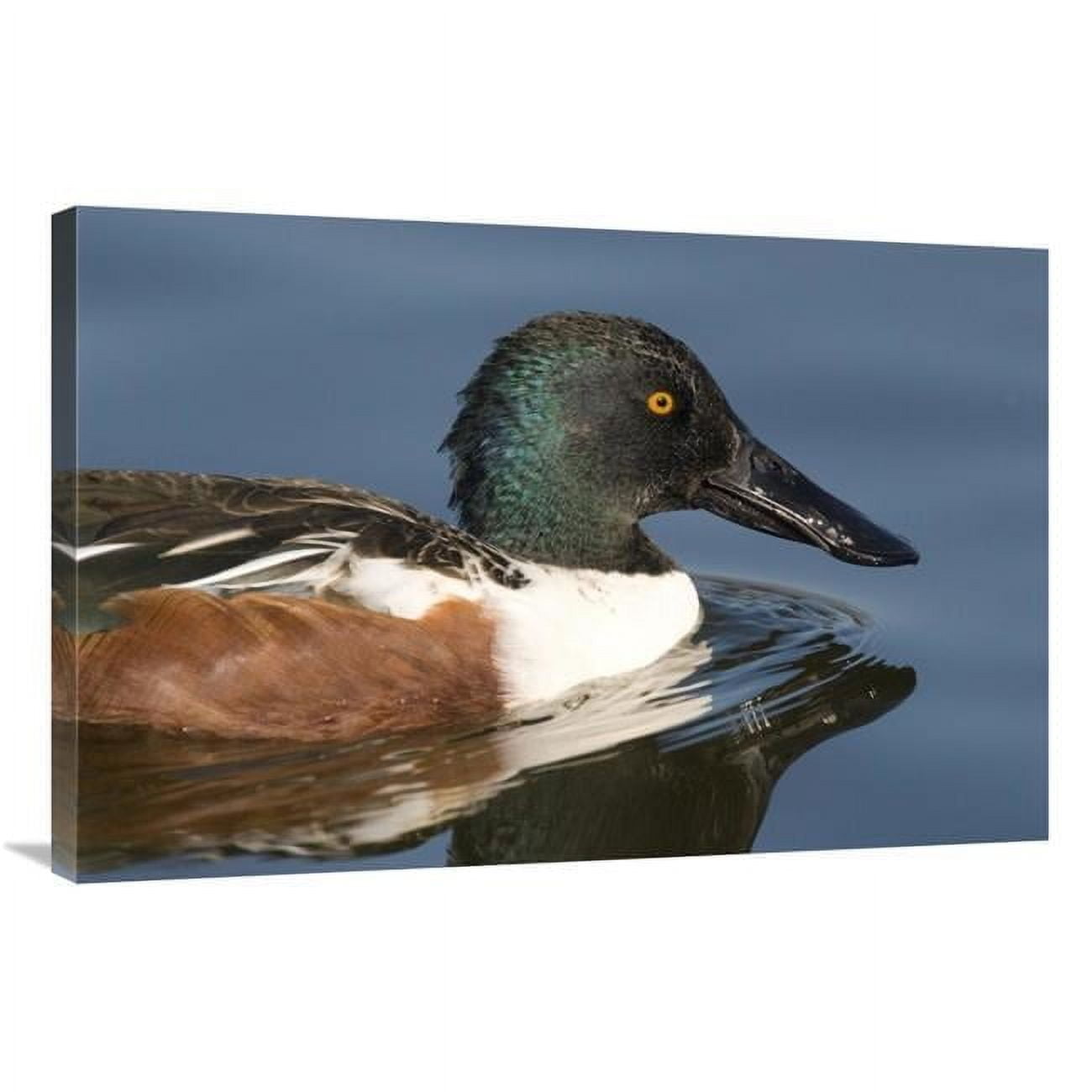 24 x 36 in. Northern Shoveler Male Swimming, Kellogg Bird Sanctuary ...