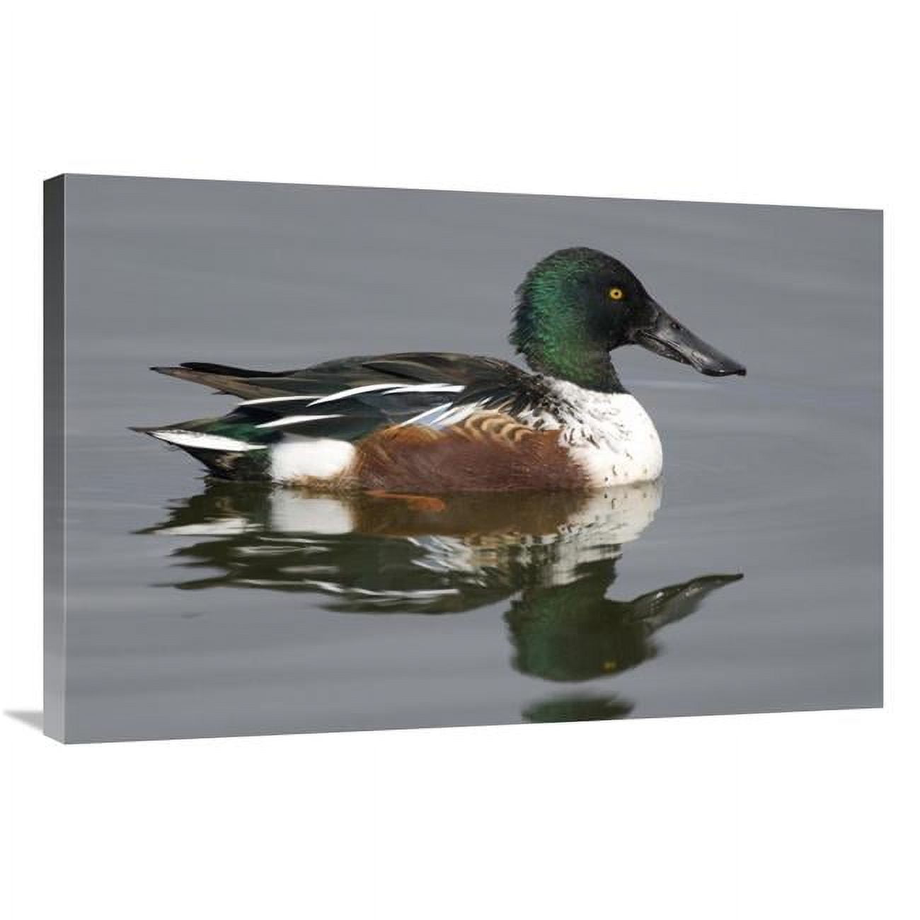 24 x 36 in. Northern Shoveler Male in Breeding Plumage, Kellogg Bird ...