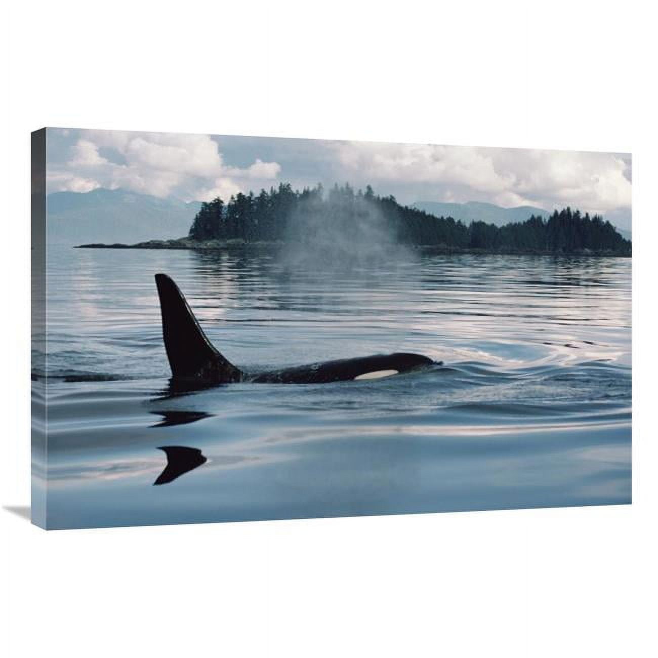 24 x 36 in. Orca Surfacing, Johnstone Strait, British Columbia, Canada ...