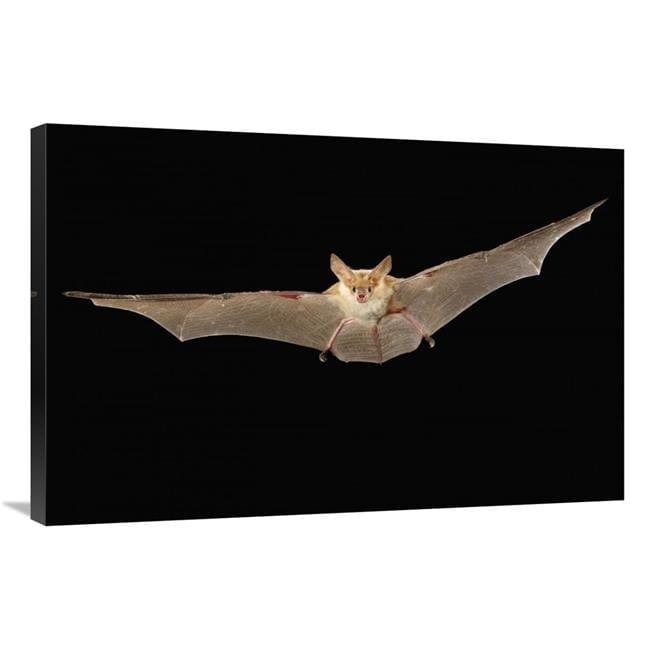 24 x 36 in. Pallid Bat Flying at Night, Washington Art Print - Michael ...