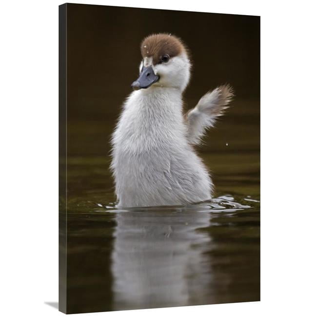 24 x 36 in. Paradise Shelduck Chick Flapping Wings, Karori Wildlife ...