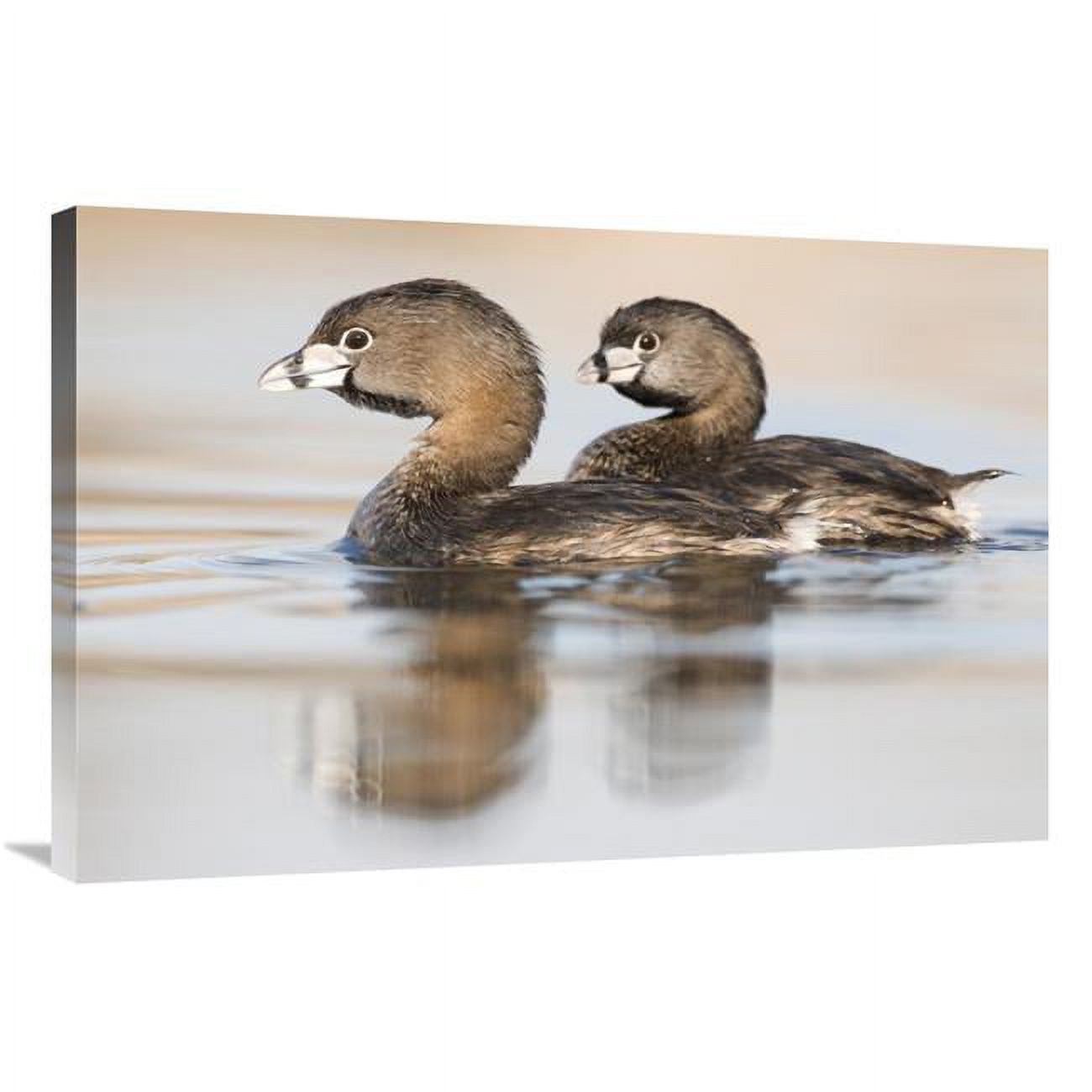 24 x 36 in. Pied-Billed Grebe Pair in Breeding Plumage, Island Lake ...