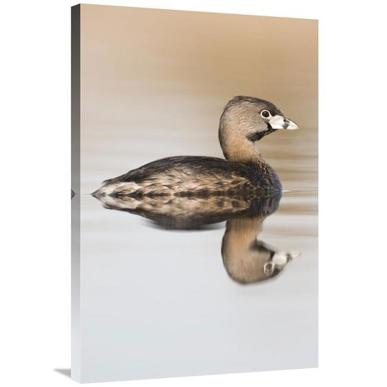 24 x 36 in. Pied-Billed Grebe in Breeding Plumage, Island Lake ...