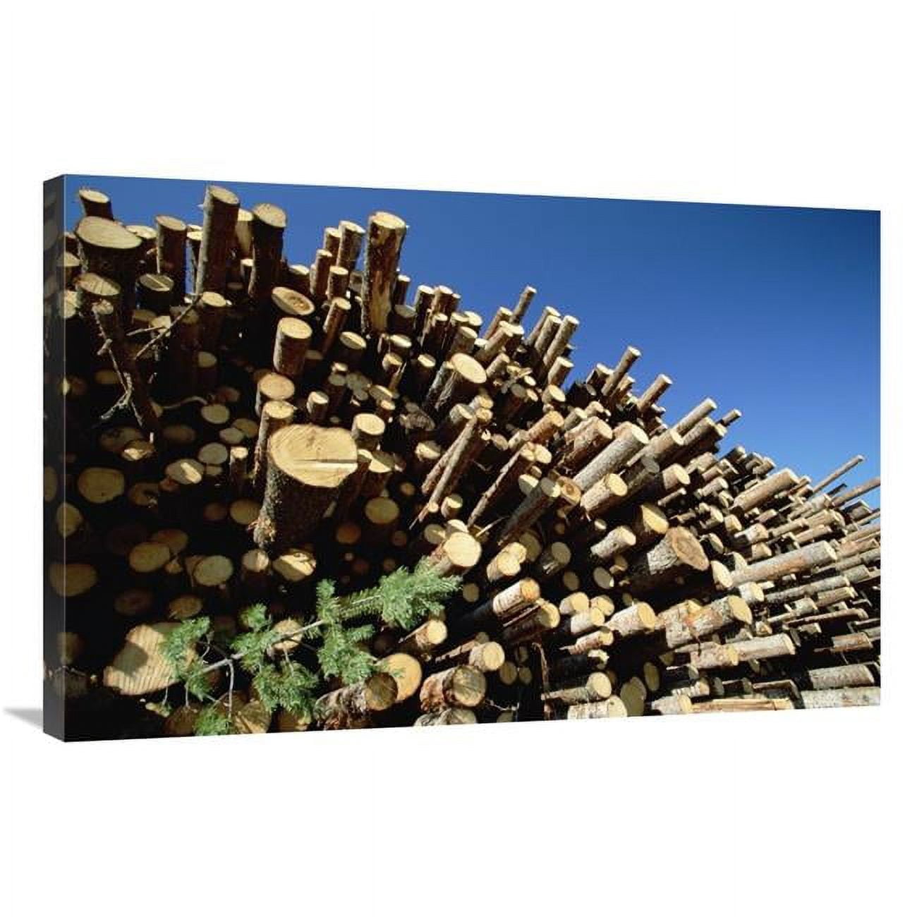24 x 36 in. Pile of Harvested Pine Logs Dry Before Being Milled, Sweden ...