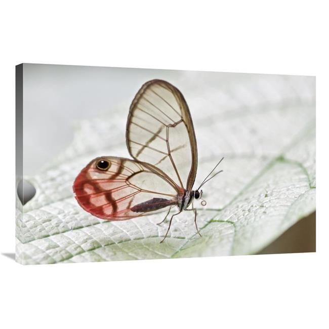 24 x 36 in. Pink-Tipped Clearwing Satyr Butterfly, Mindo, Western Slope ...