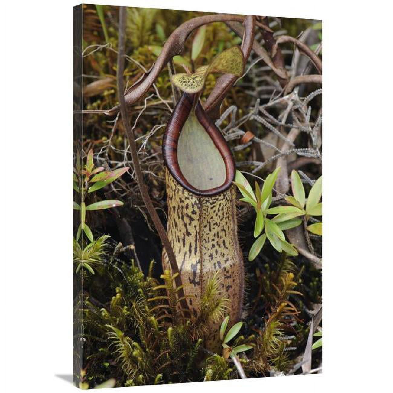 24 x 36 in. Pitcher Plant Pitcher, Kelantan, Malaysia Art Print - Chien ...