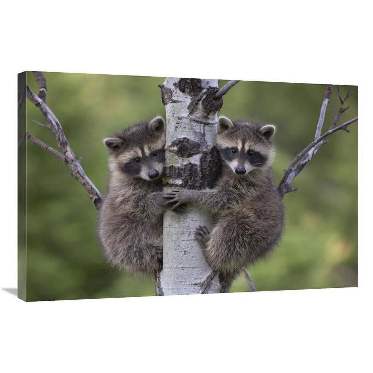 24 x 36 in. Raccoon Two Babies Climbing Tree, North America Art Print ...