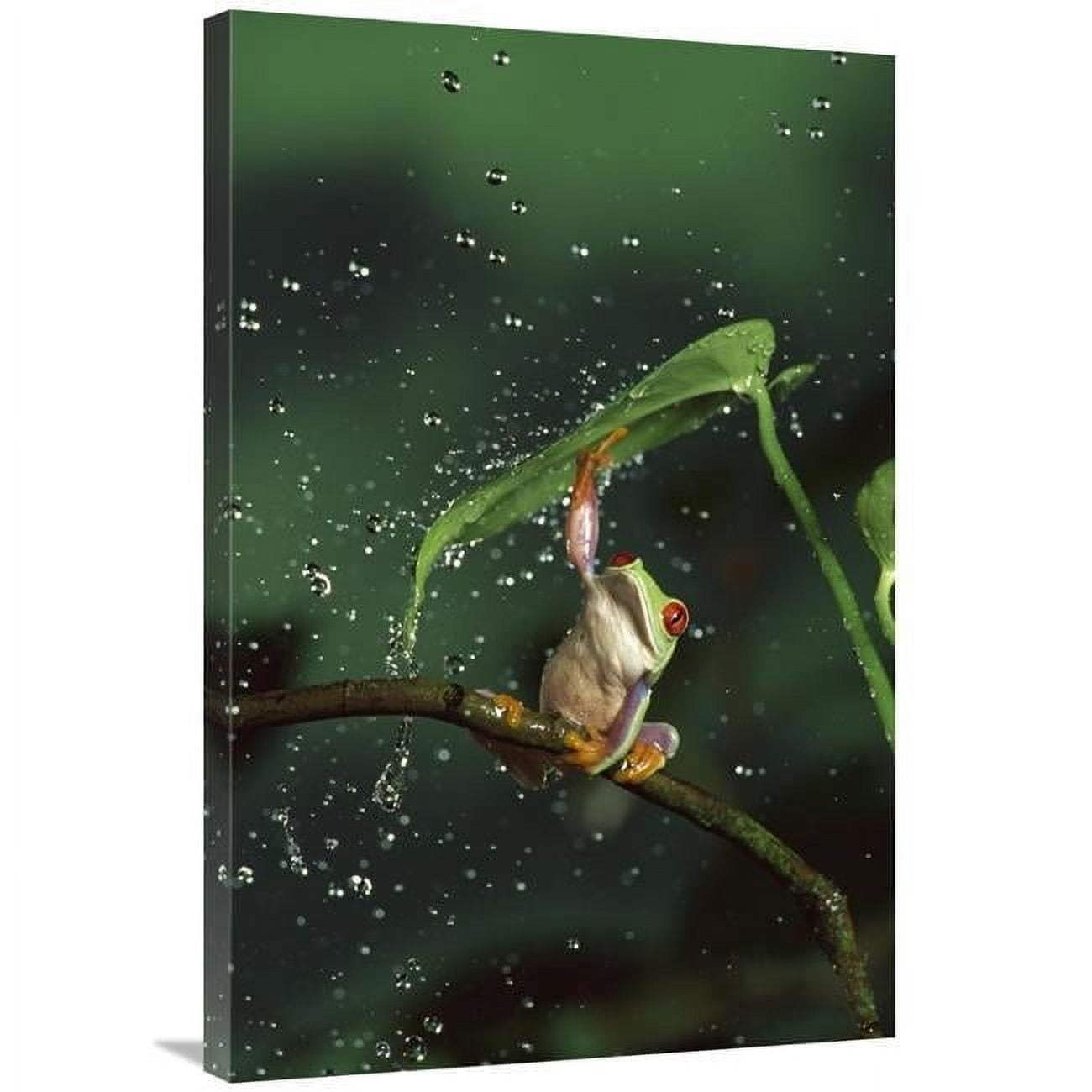 24 x 36 in. Red-Eyed Tree Frog in Rain, Native to Central & South ...