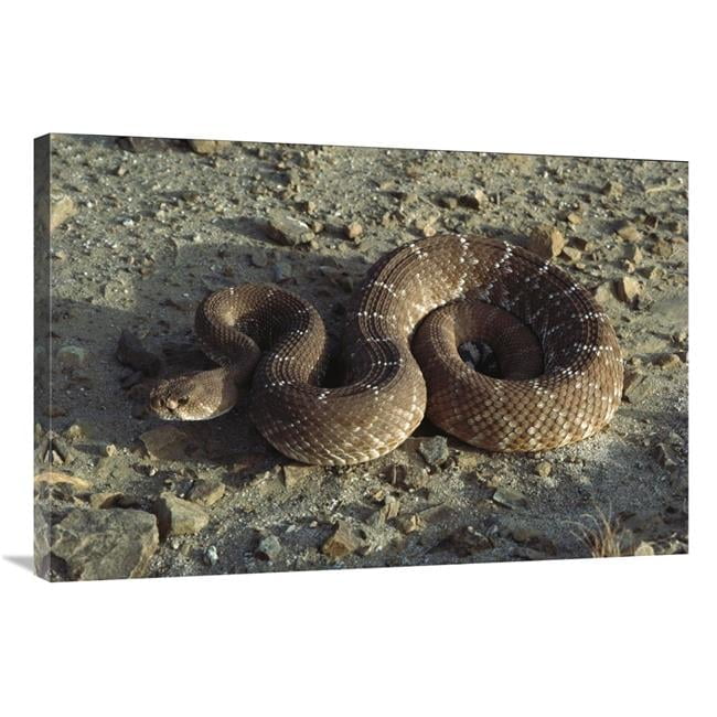 24 x 36 in. Red Rattlesnake, Baja California, Mexico Art Print - Larry ...