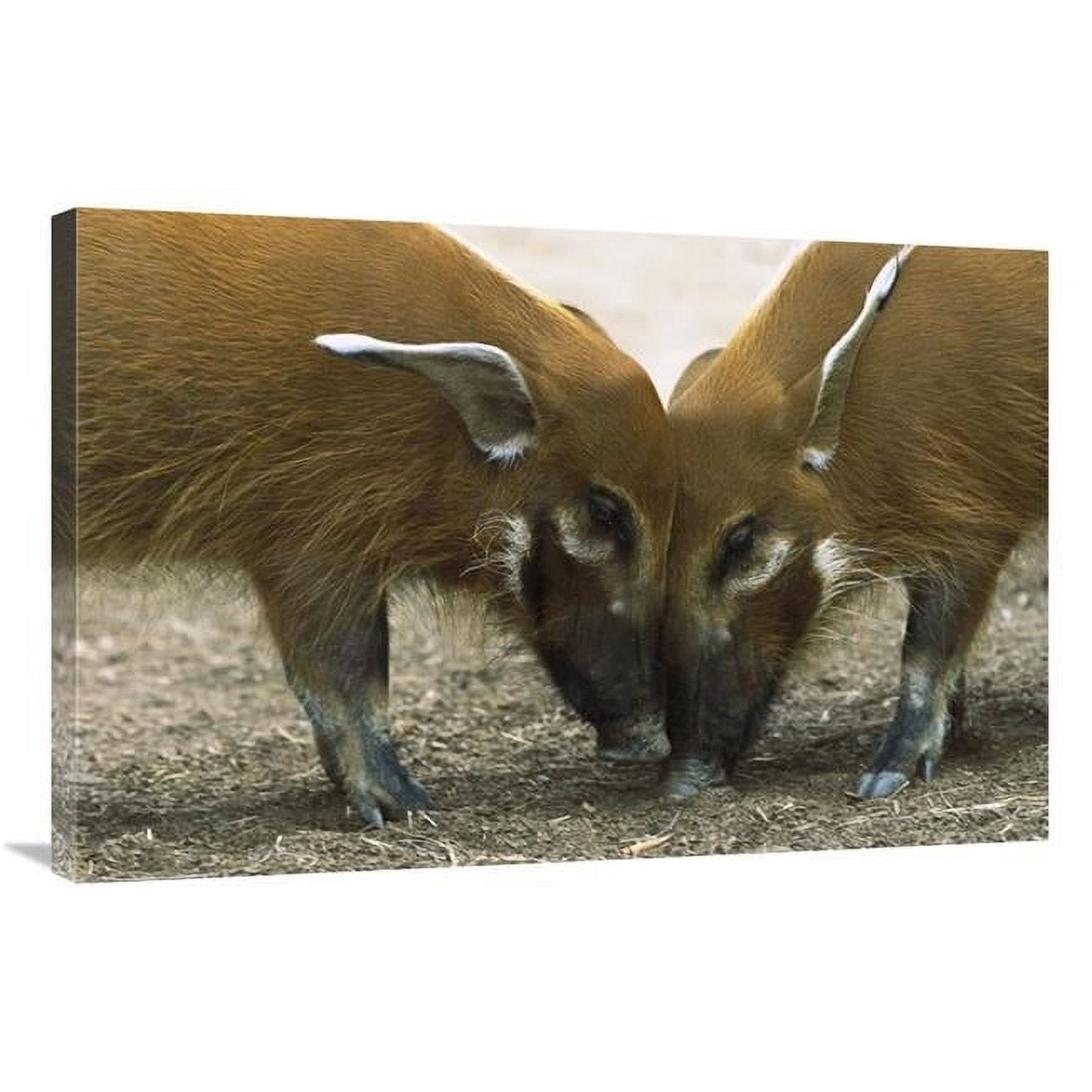 24 x 36 in. Red River Hog Pair Standing Face to Face, A Highly Social ...