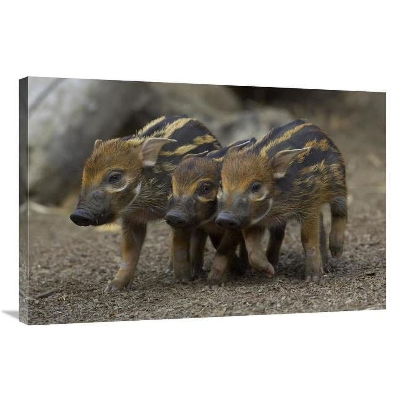 24 x 36 in. Red River Hog Piglet Trio, Native to Africa Art Print - San ...