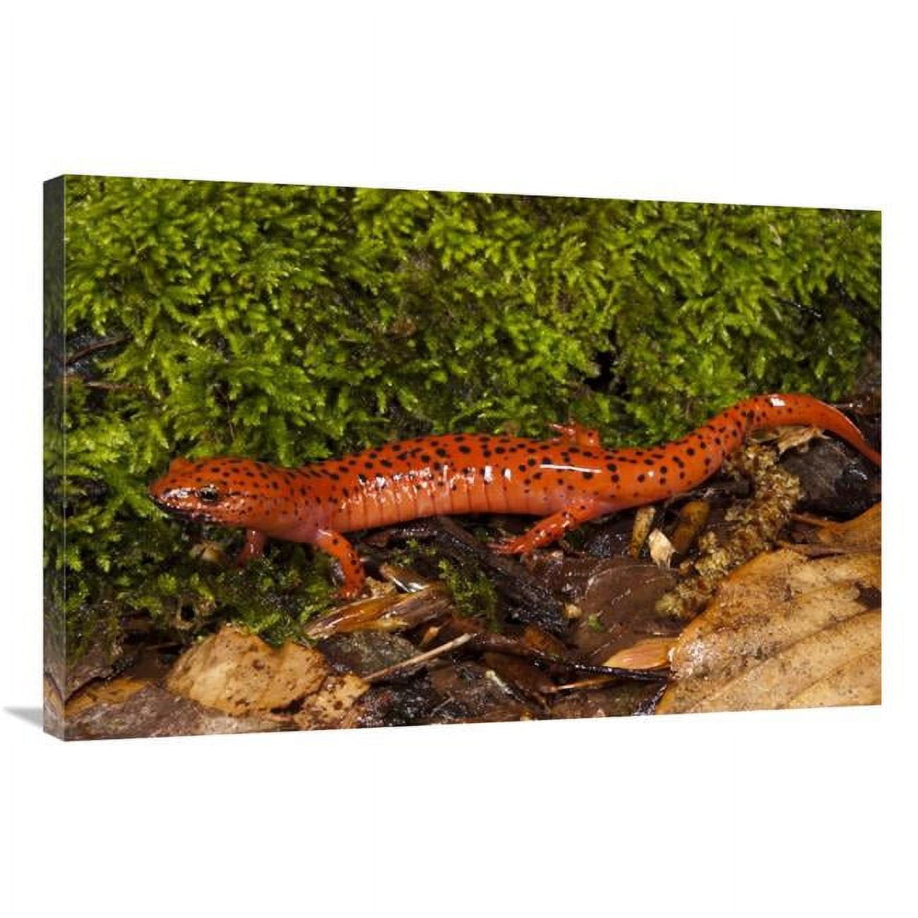 24 x 36 in. Red Salamander, Native to the Southeastern United States ...