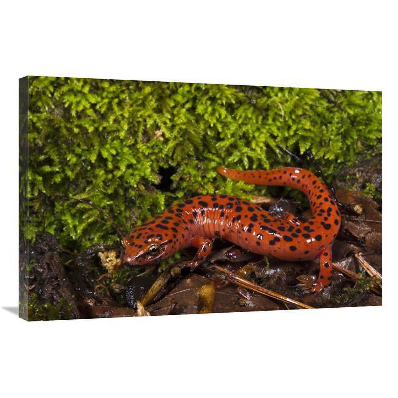24 x 36 in. Red Salamander, Native to the Southeastern United States ...