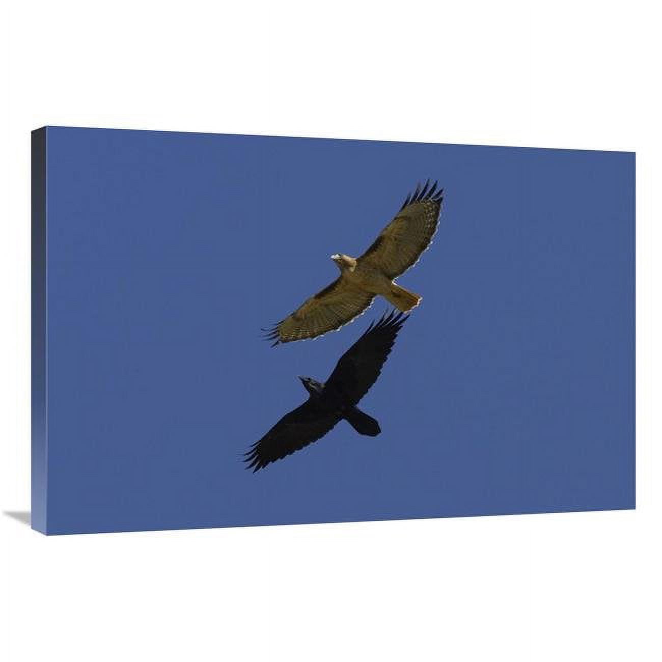 24 x 36 in. Red-Tailed Hawk & Common Raven Flying, North America Art ...