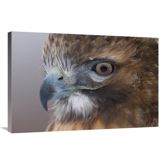 24 x 36 in. Red-Tailed Hawk, Howell Nature Center, Michigan Art Print ...